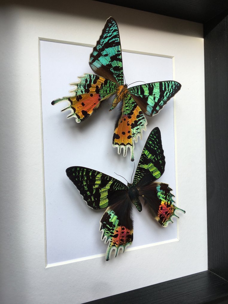 Moth Taxidermy full body mount - Urania Ripheus Femelles - 6 cm - 23 cm ...