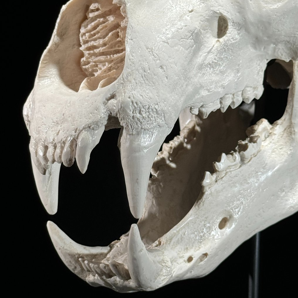 NO RESERVE PRICE - A Replica of Polar Bear Skull on stand - Museum ...