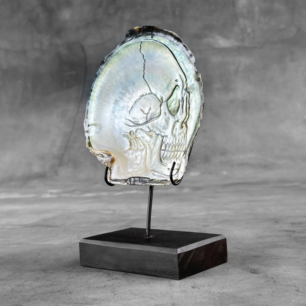 NO RESERVE PRICE - Mother of Pearl shell with custom stand - Skull ...