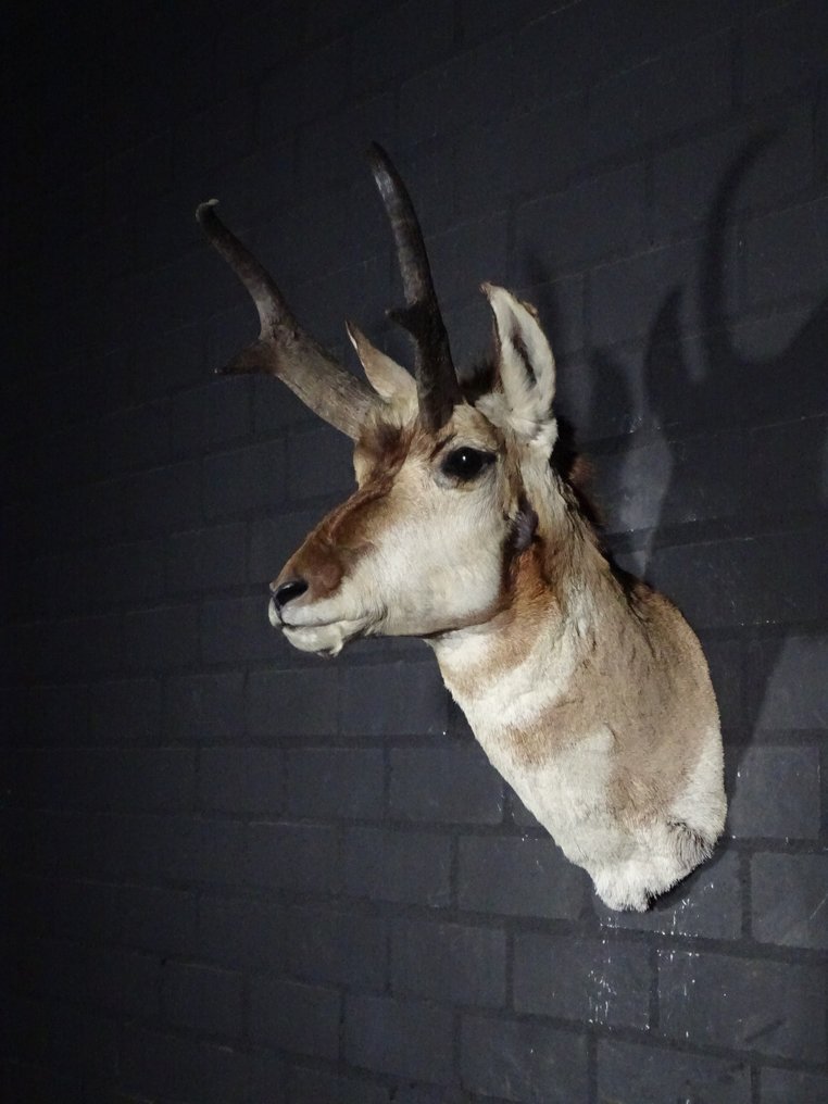 Pronghorn Antelope Trophy Taxidermy wall mount - Antilocapra americana ...