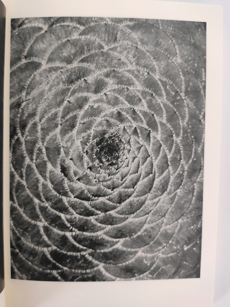 Albert Renger-Patzsch - Die Welt ist schön - 1992 - auktion Catawiki