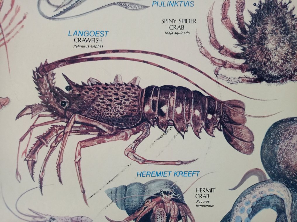 School map - School poster Shellfish and crustaceans. - Cardboard ...