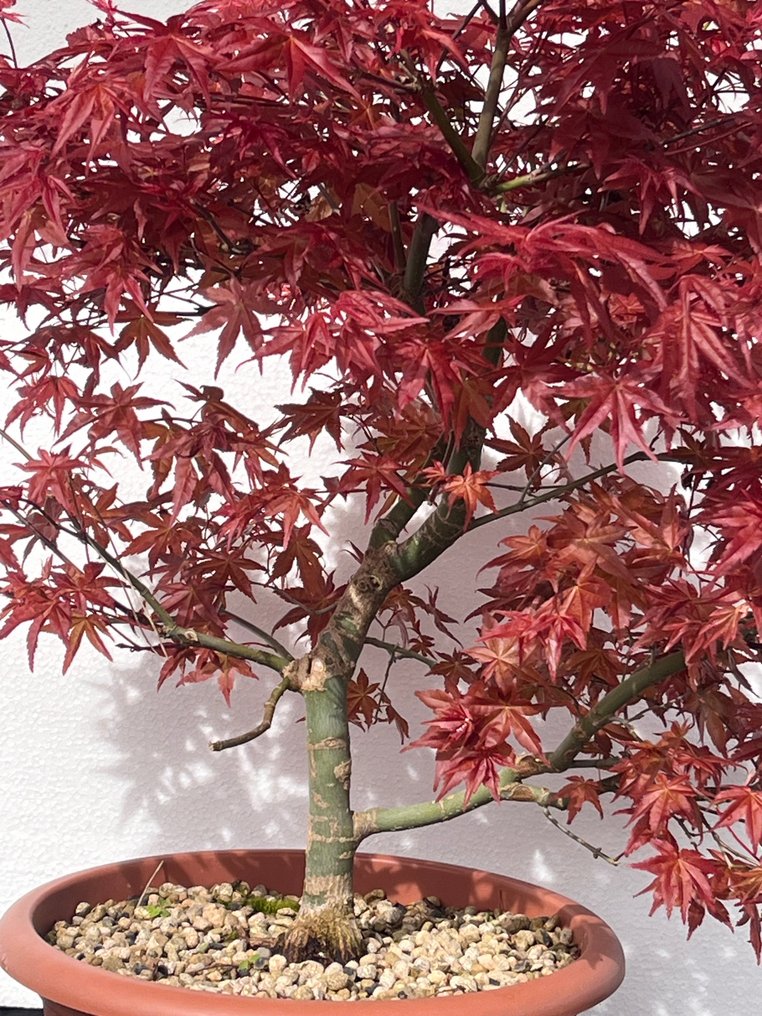Japanese maple bonsai (Acer palmatum) - Altezza (albero): 48 cm ...