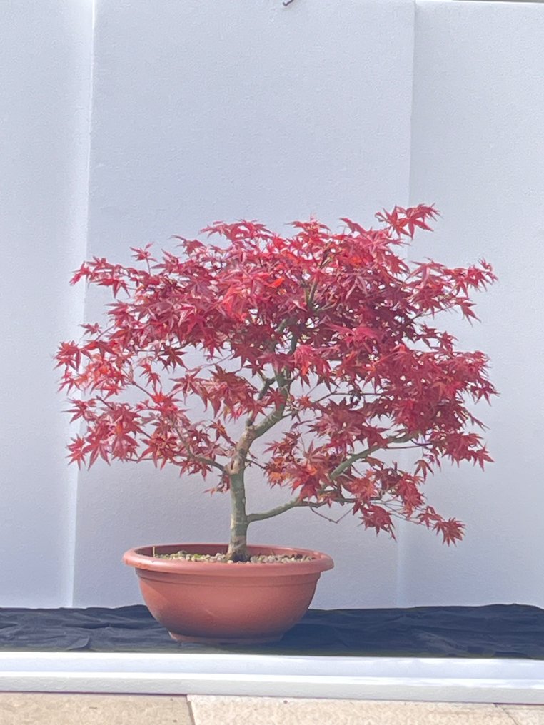 Japanese maple bonsai (Acer palmatum) - Altezza (albero): 48 cm ...