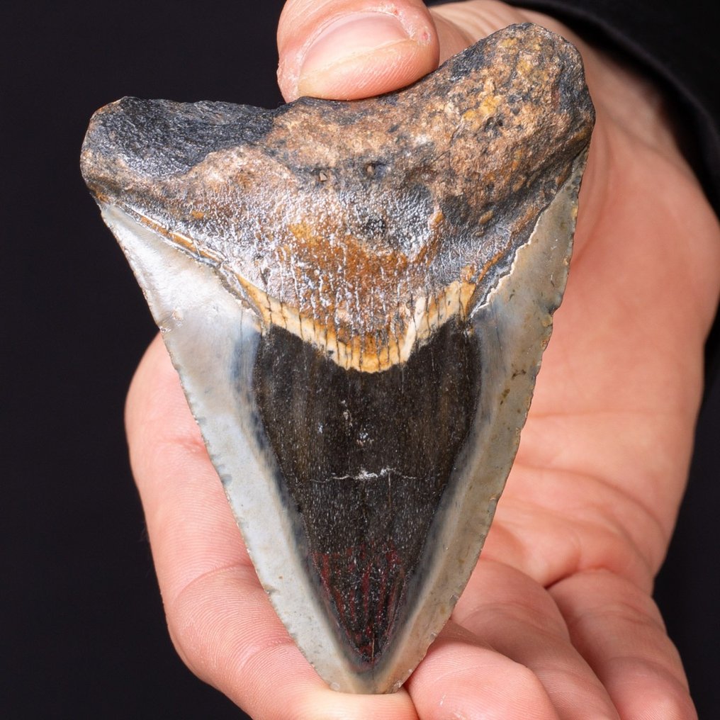 Megalodon Tooth - Fossil tooth - Carcharocles Megalodon - 98 mm - 72 mm ...