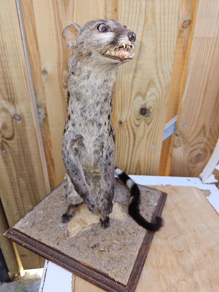 Genet cat Taxidermy full body mount - Genetta genetta - 35 cm - 24 cm ...