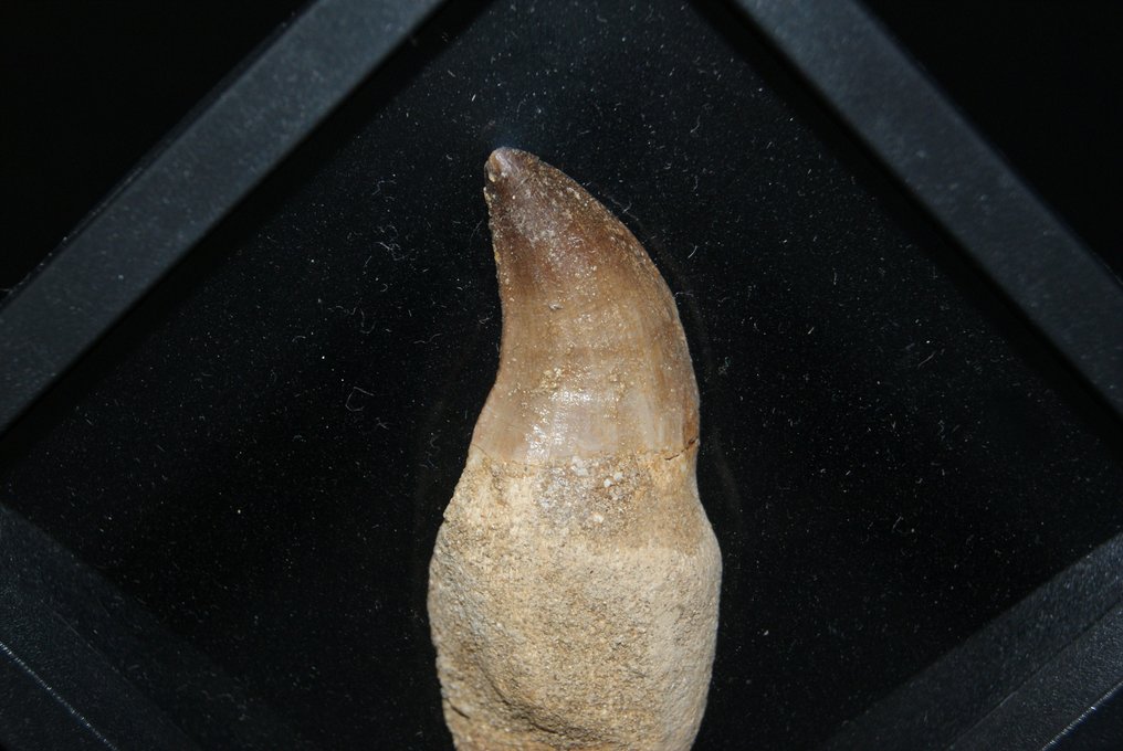 Natural Mosasaurus Collection with root - Fossil tooth - Mosasaurus ...