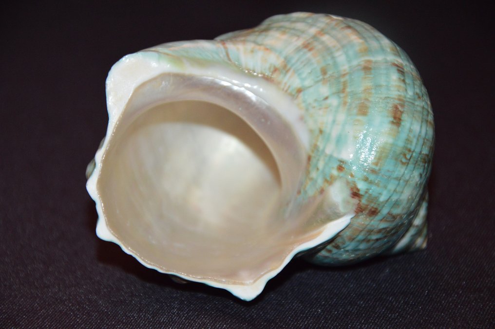 Sea Snail Sea shell - M-370 TURBO CRASSUS (No Reserve Price) - Catawiki