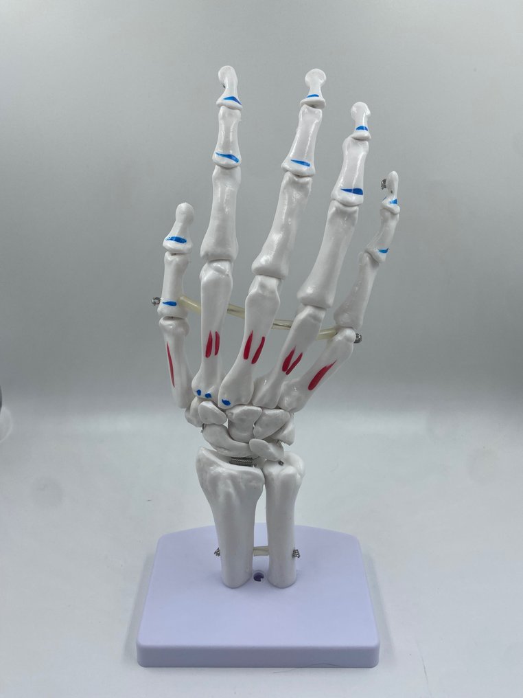 Education/demonstration model - Composite, Human hand skeleton - 1990 ...