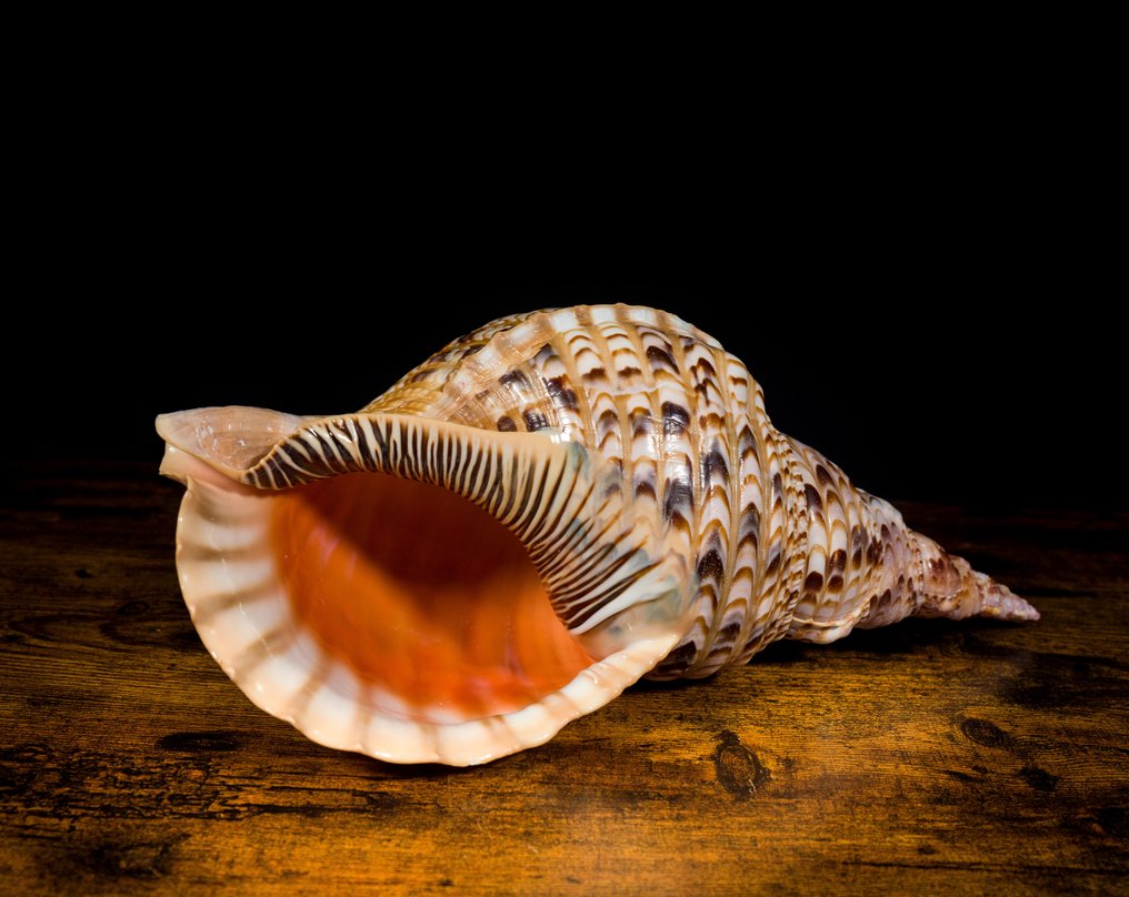 Concha de caracol de mar trompeta de Tritón grande Concha marina ...