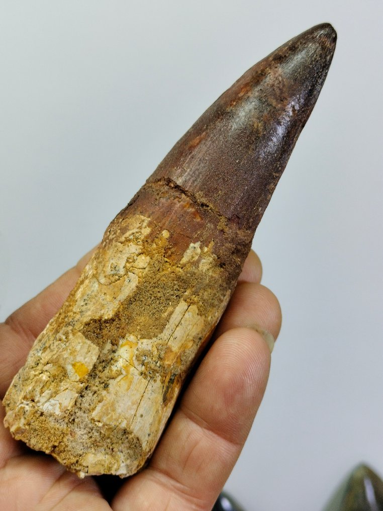 Incredible Dinosaur Tooth - Fossil tooth - Spinosaurus Aegyptiacus ...