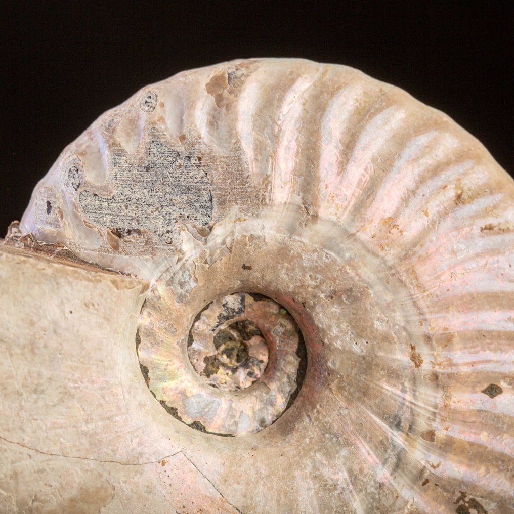 Extinct Shell - Rainbow Ammonite - - Rainbow Cleoniceras - - Height ...