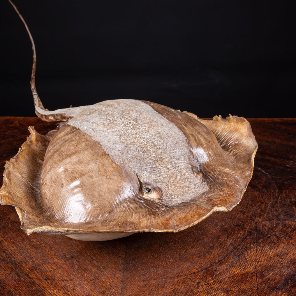 Raie pastenague - Grande taille - Support de corps entier pour taxidermie - Myliobatoidei sp ...