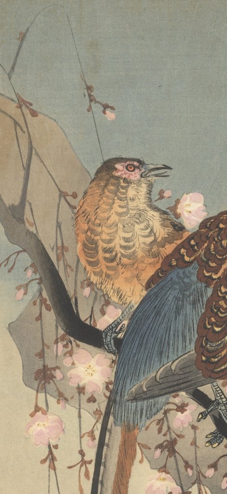 'Pair of Pheasants on Weeping Cherry' 枝垂れ桜につがいの雉 - Koson Ohara (1877-1945) - Japón - Catawiki