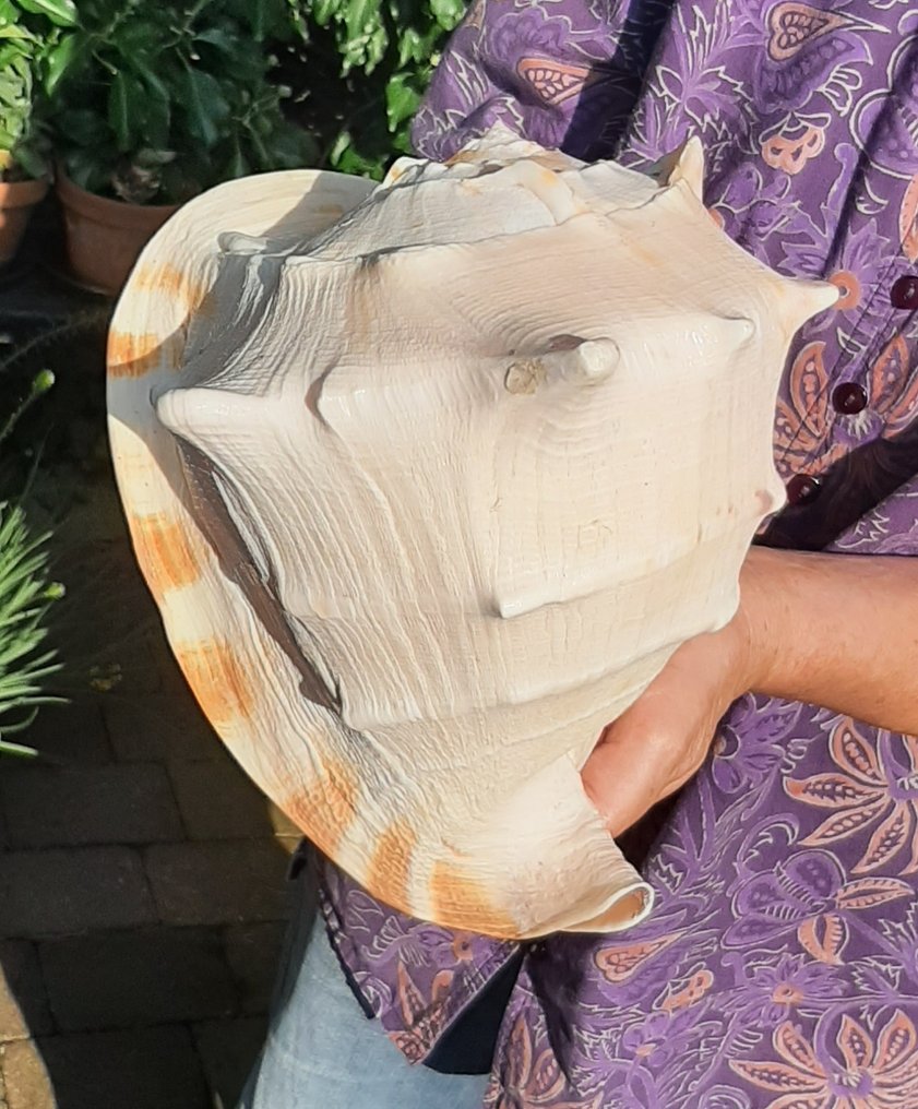 Gastropod Sea shell - Cassis cornuta (Linnaeus, 1758) (No Reserve Price ...