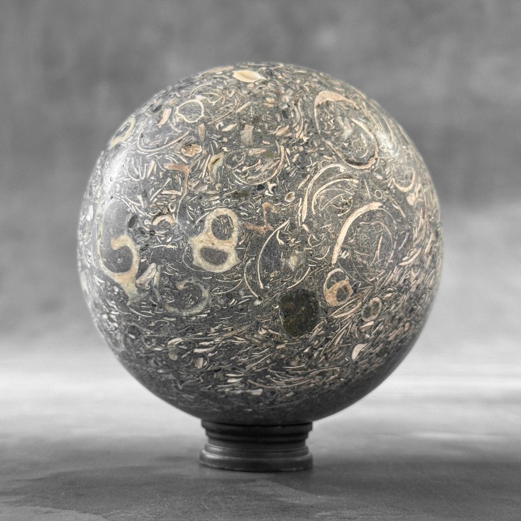Beautiful Turritella - Fossil fragment - Sphere on a custom stand (No ...