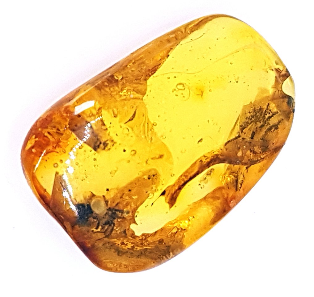 Very Rare Natural Fossil Baltic Amber with Insect Inclusion - Large ... Very Rare Natural Fossil Baltic Amber with Insect Inclusion - Large ...