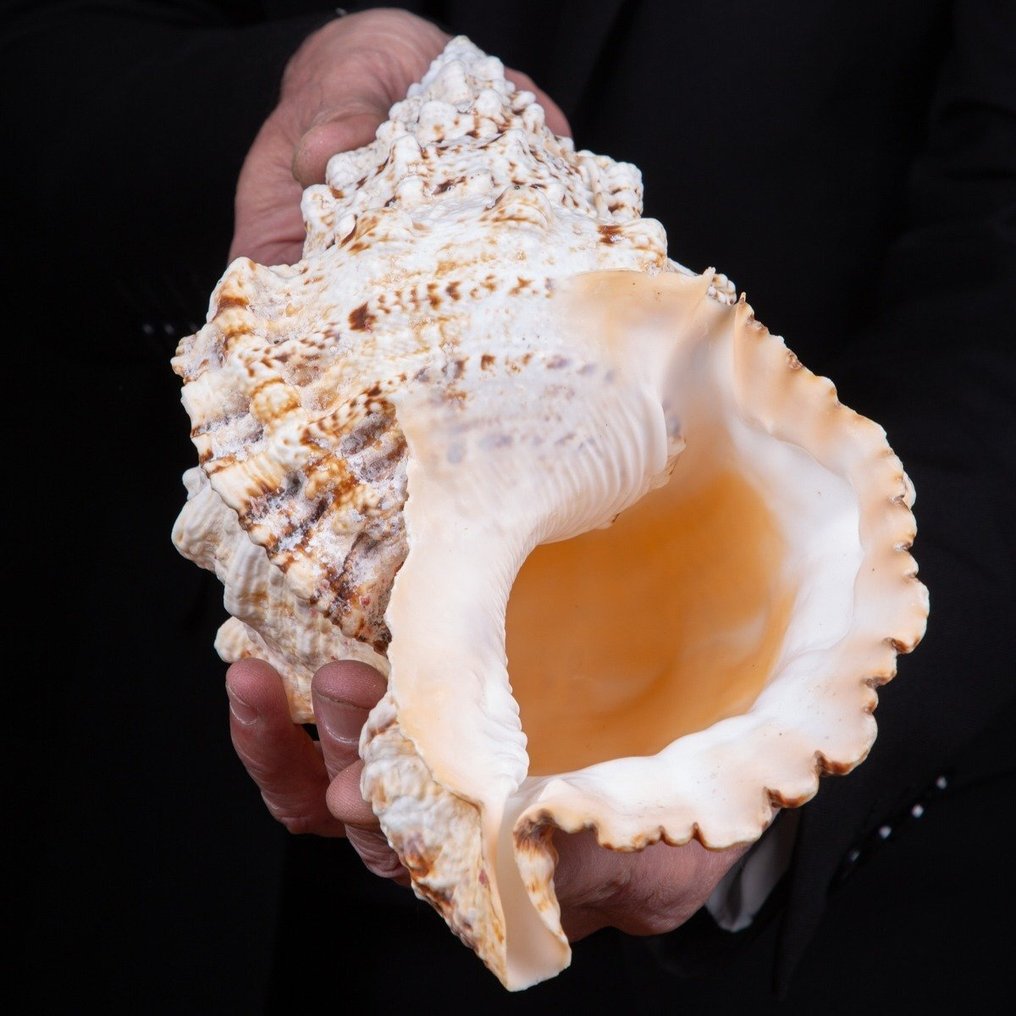 Giant Frog Snail - Valuable Sea Shell - Sea shell - Tutufa Bubo ...