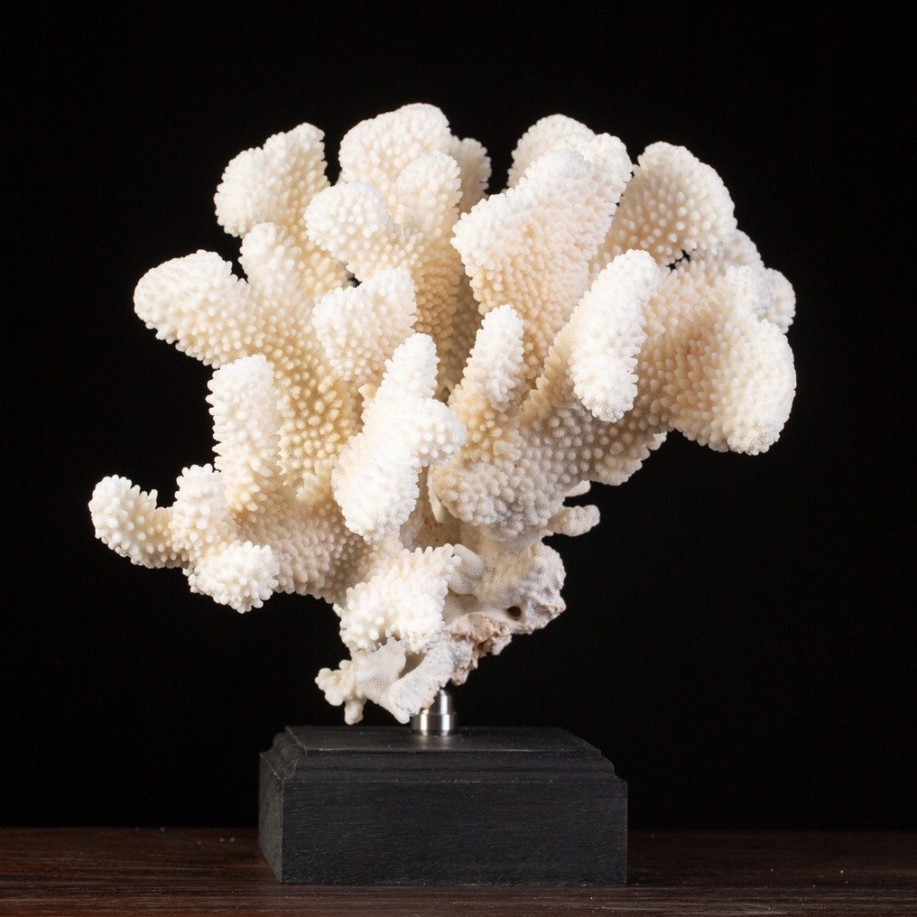 Extraordinary Elkhorn Coral Mounted on Custom Pedestal Coral - Acropora Palmata - 270 x 270 x ...