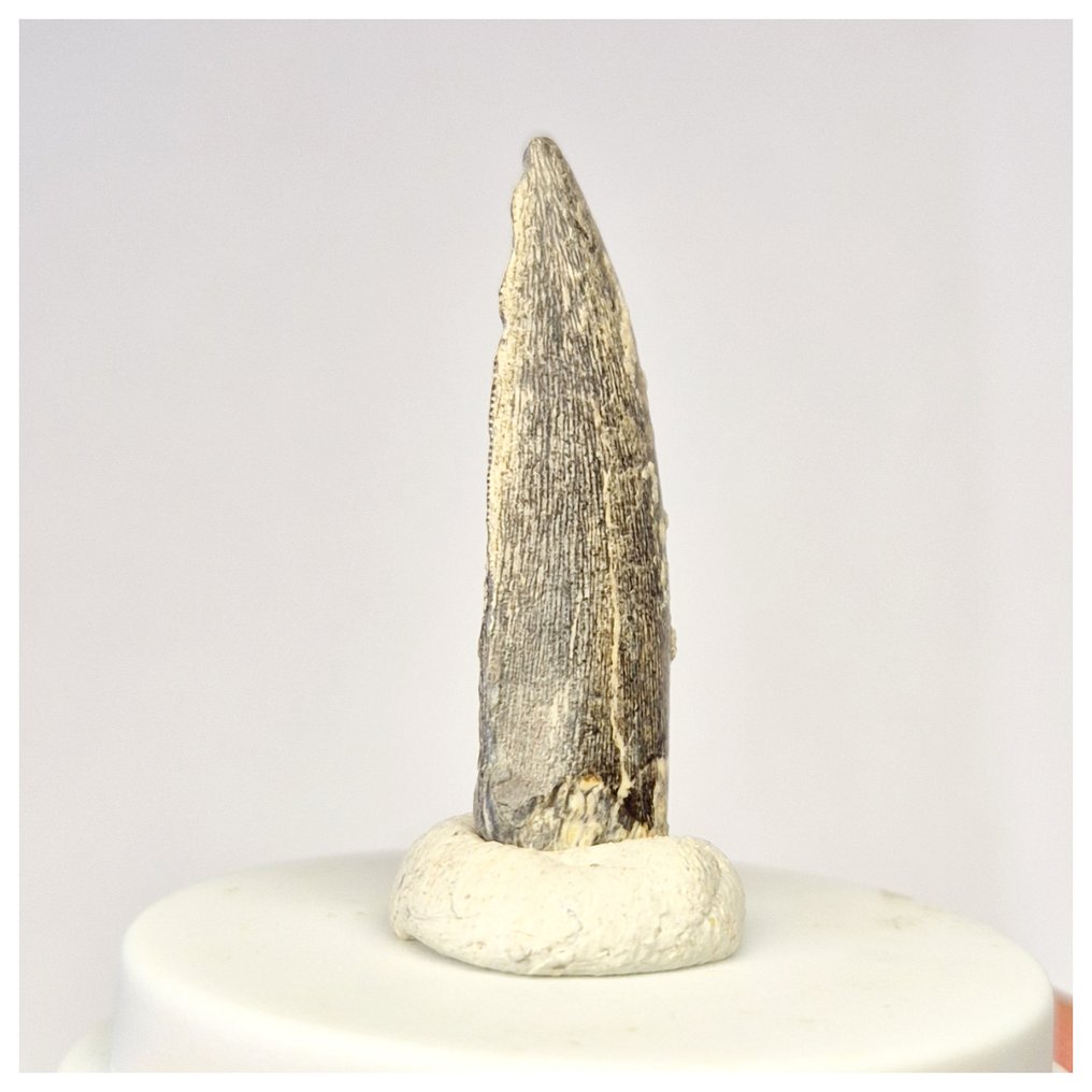 Top Raro Kryptops palaios Abelisáurido Terópodo Diente de Dinosaurio ...