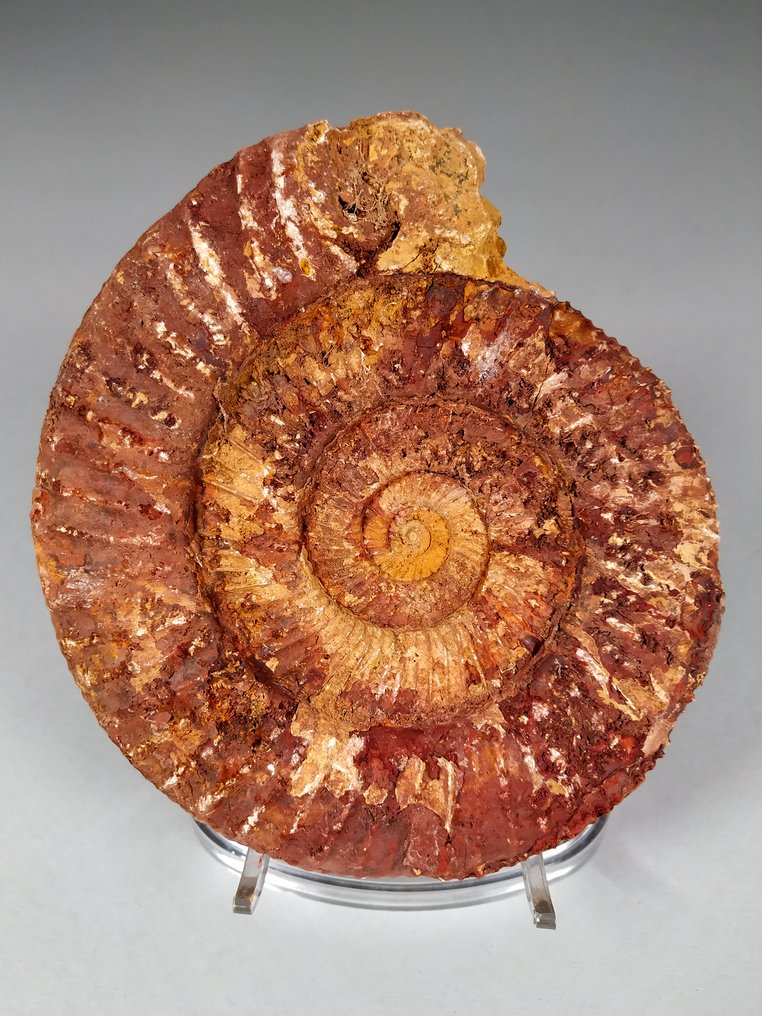 Cretaceous Ammonite - Fossilised shell - Perisphinctes sp. - 14.5 cm ...