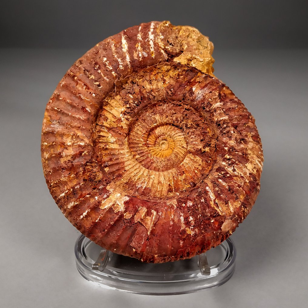 Cretaceous Ammonite - Fossilised shell - Perisphinctes sp. - 14.5 cm ...