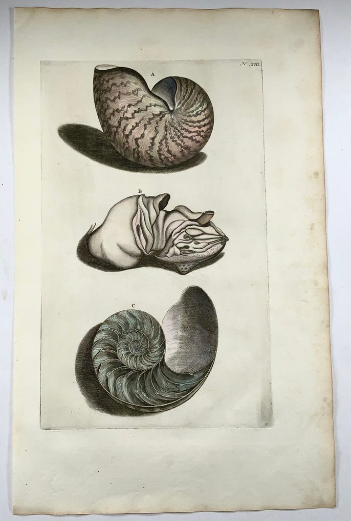Maria Sibylla Merian; Georg Eberhard Rumphius - Sea Shells - 1705 ...
