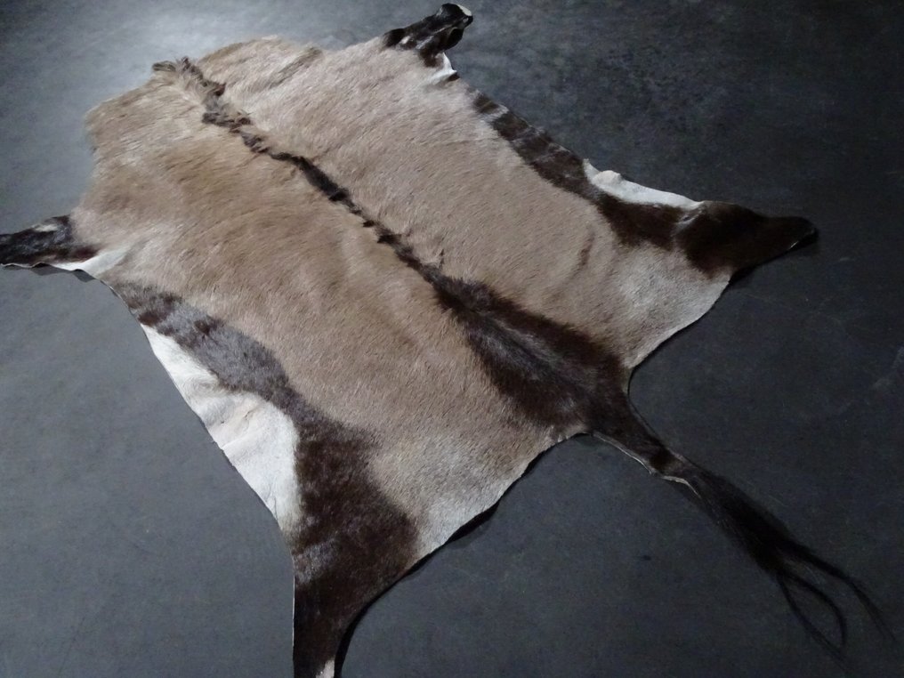 Gemsbok Hide - Oryx gazella - non-CITES - Rug - 135 cm - 200 cm ...
