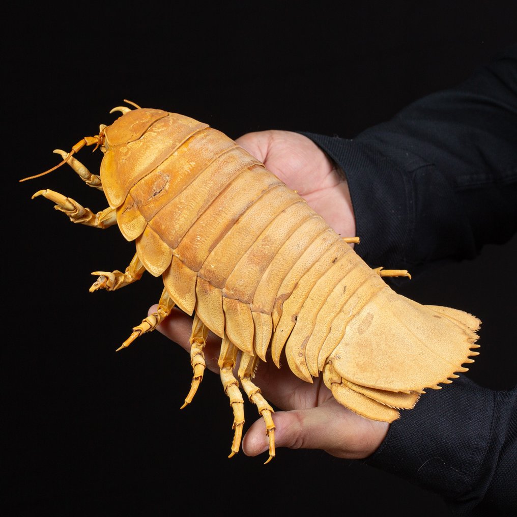 Extreme Rare Giant Isopod - Marine Deep Water - Up 3000mt Taxidermy ...