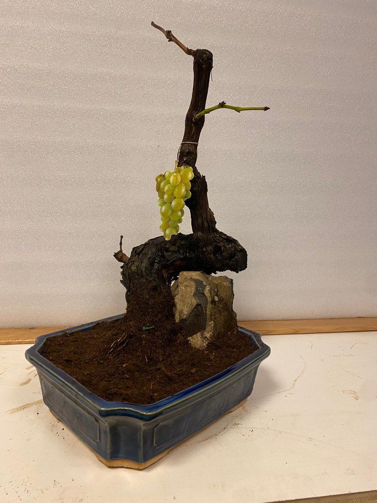 vitis vinifera (grape) - Height (Tree): 56 cm - Depth (Tree): 22 cm ...