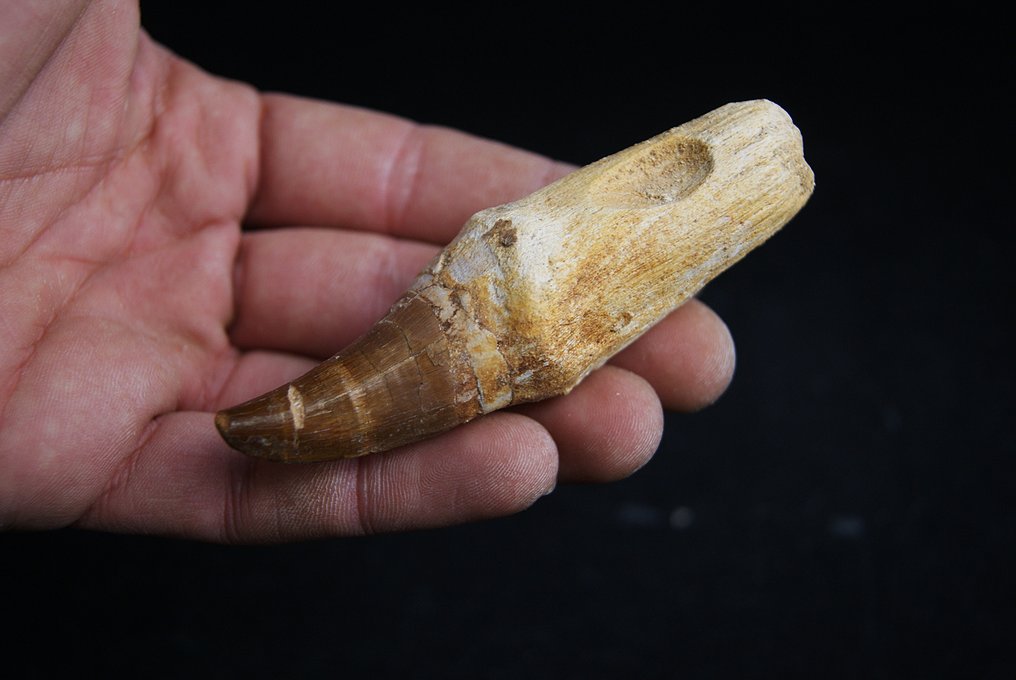 Rare and Huge Rooted Mosasaurus - Fossil tooth - Prognathodon Anceps ...