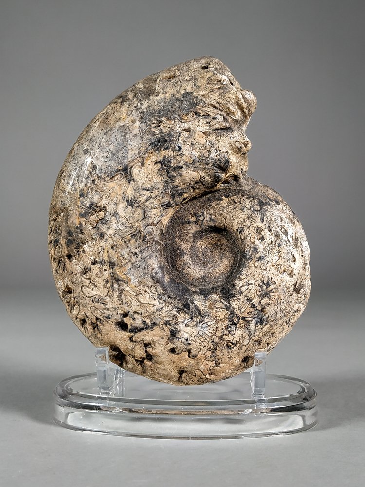 Unusual Ammoite - Fossilised shell - Rachophyllites sp. - 12 cm - 9.5 ...