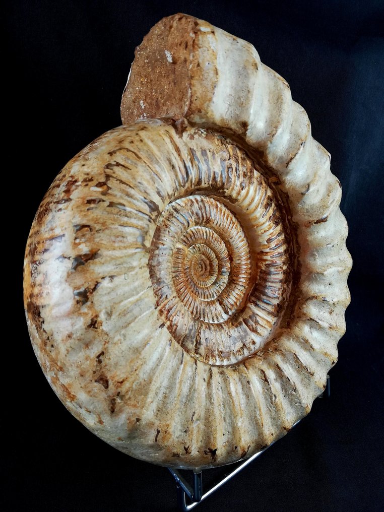 Ammonite - Fossilised animal - Kranaosphinctes roedereri (Collignon ...