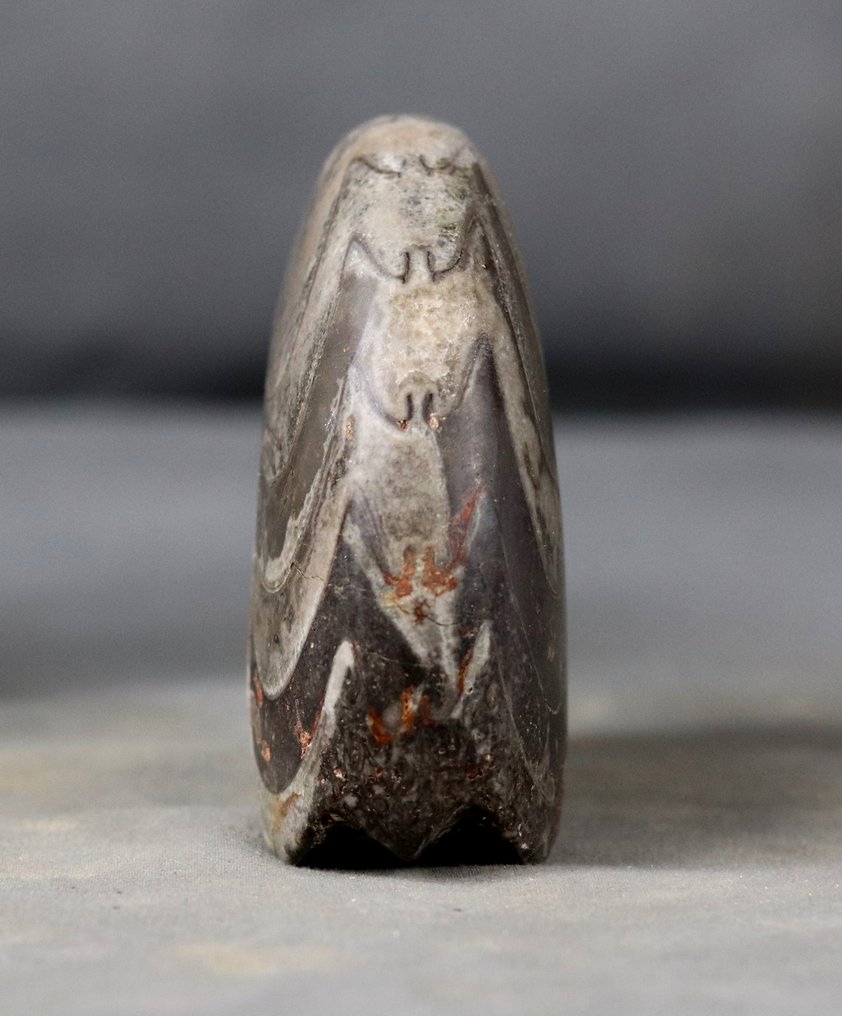 Decorative Fossil Goniatite - Very colorful - Self standing ...