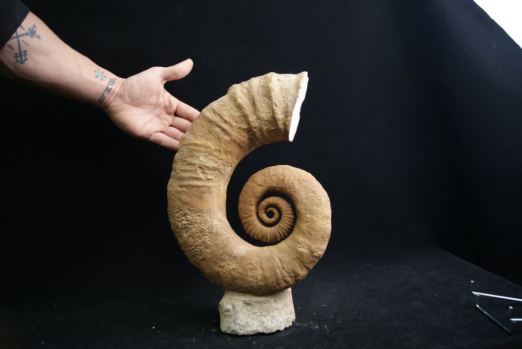 Huge Heteromorph Ammonite - Fossilised animal - Ammonite Heteromorph sp ...