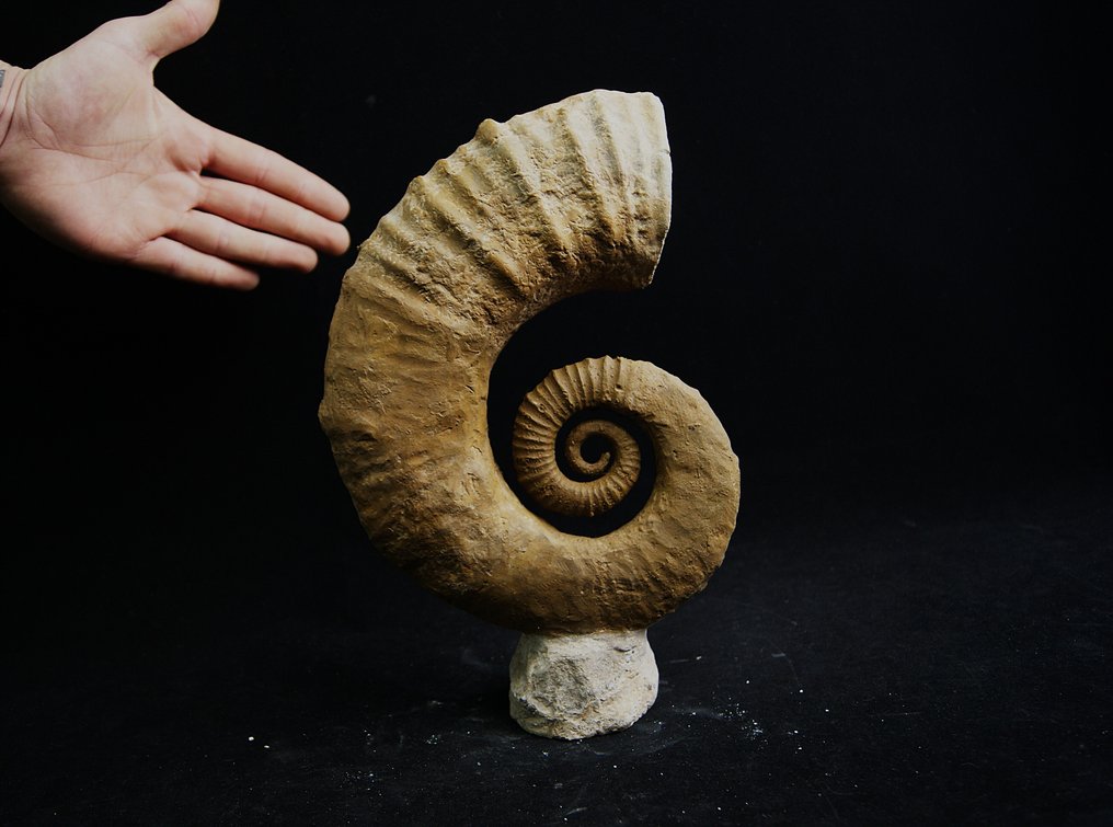 Huge Heteromorph Ammonite - Fossilised animal - Ammonite Heteromorph sp ...