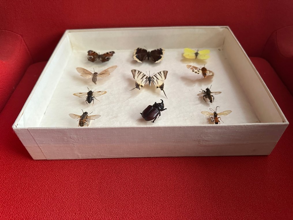 Entomological Collection Taxidermy full body mount - Aglia tau/Aglais ...