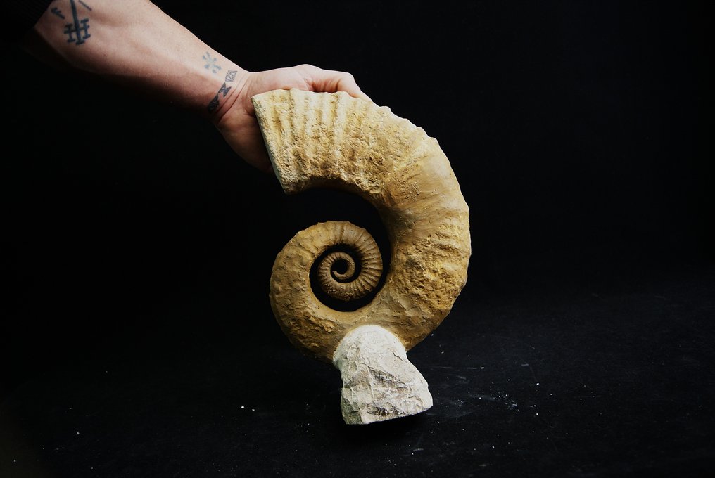 Huge Heteromorph Ammonite - Fossilised animal - Ammonite Heteromorph sp ...
