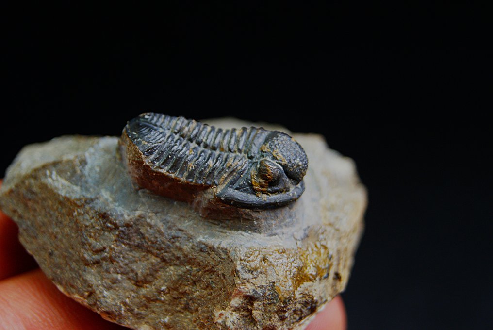 High quality trilobite - Fossilised animal - Proetus granulosus ...