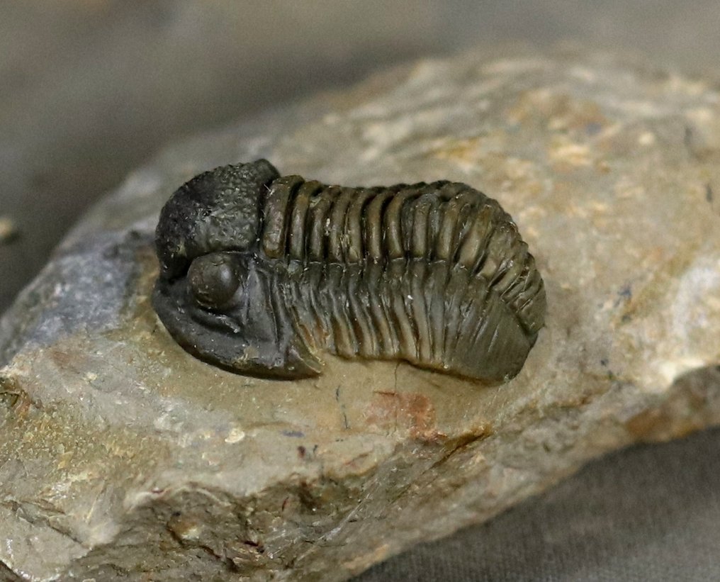 Trilobite de belle qualité - - Animal fossilisé - Proetus granulosus ...