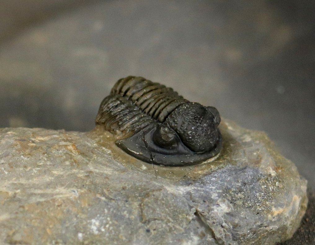 Trilobite de belle qualité - - Animal fossilisé - Proetus granulosus ...