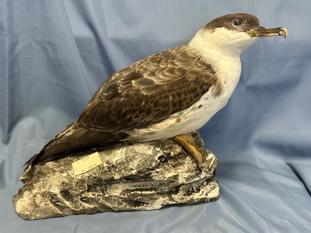 Berta of the Atlantic Taxidermy full body mount - Ardenna gravis (with ...