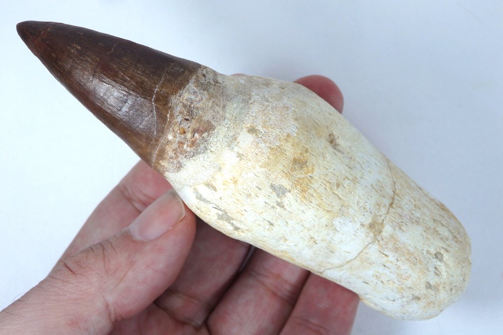 Mosasaur tooth on matrix - Fossil tooth - Prognatodon Giganteous ...
