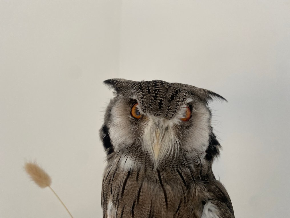 Little Owl Taxidermy full body mount - Ptilopsis leucotis - with closed footring - 38 cm - 15 cm ...