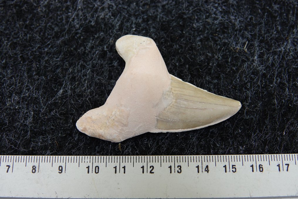 Fossile haaientand XL --PAS DE PRIX DE RÉSERVE-- - Dent fossile ...