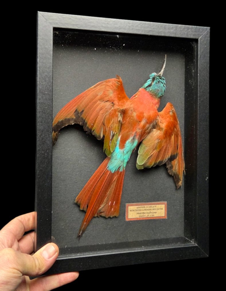 Diorama Northern Carmine Bee-eater incide museum farm 32x24 cm - Merops ...