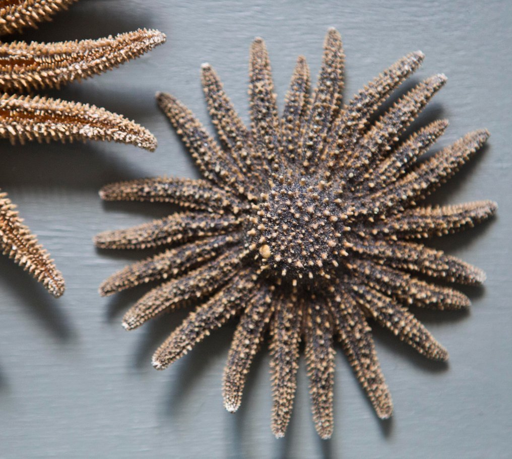 Sunflower starfish Taxidermy full body mount - Pycnopodia helianthoides ...