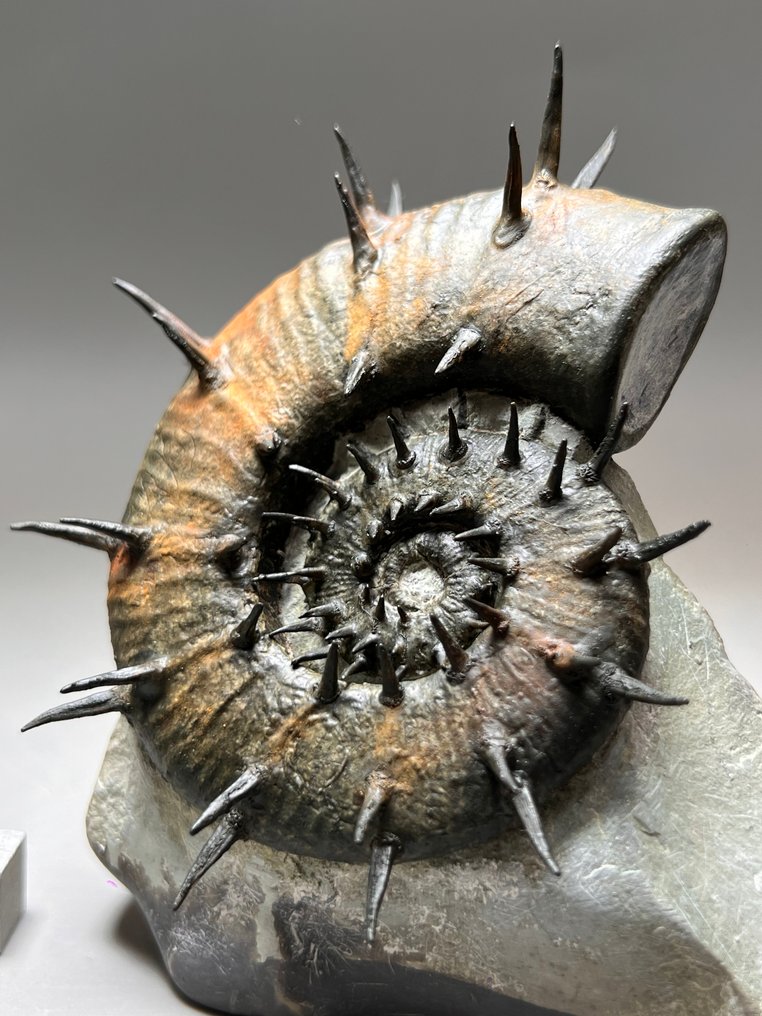 Spiny Heteromorph Ammonite on matrix - Animal fosilizado ...