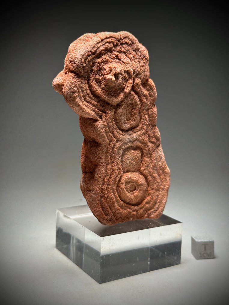 Oldest Fossil on Earth - dated ~1.1 billion years old- Large complex ...