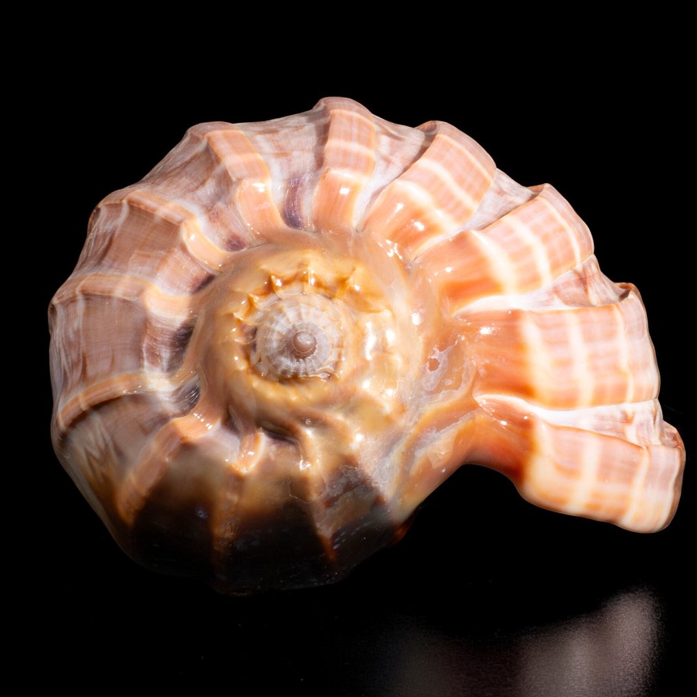 Harpa Major the "major harp shell" Sea shell - Harpa Major (Röding ...